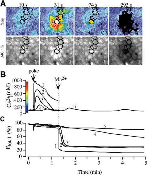 Effect Of A Cell To Cell Ca 2 Wave On Gap Junctional Coupling Between