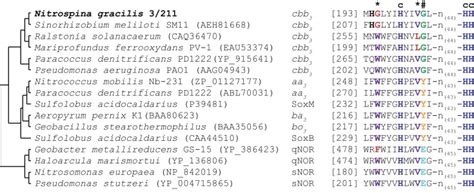 Partial Multiple Sequence Alignment Of Selected Heme Copper