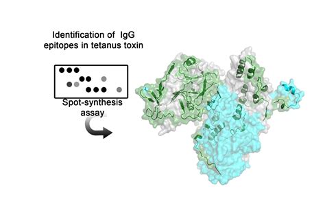 Tetanus Bacteria Structure