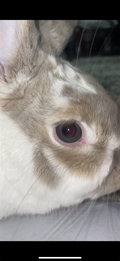 Eye Infection R Rabbits