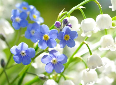 Цветы незабудки | andrey-eltsov.ru