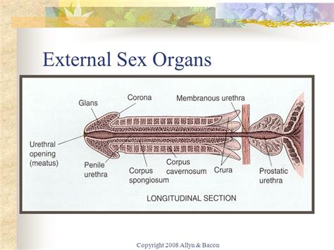Male Sexual Anatomy And Physiology Ppt Video Online Download