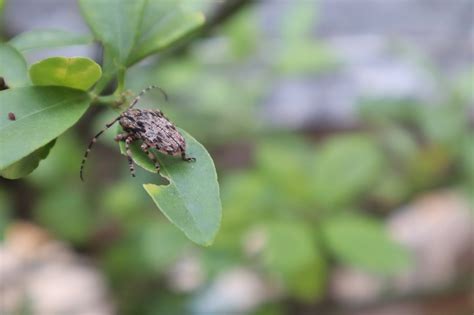 곤충 Pixabay의 무료 사진