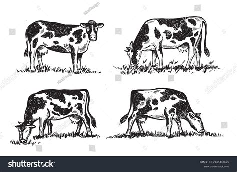 Cows Chew Grass Set Hand Drawn Stock Vector Royalty Free 2145443625