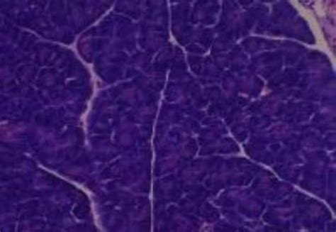 novus biologicals™ mouse multi organ tissue microarray normal mouse