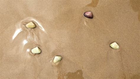 So Many Pipis Beach In Australia Youtube