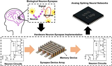 operational scheme of the biological synapse neuron model and the