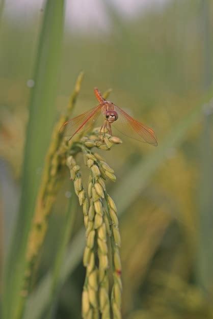 Premium Photo Dragonfly In Rice Field Natural Enemy Of Rice Insect Pest
