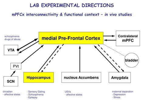 Ppt Sorting The Connections With Multi Electrode Neuronal Ensemble Recording Techniques