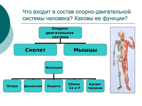 Опорно двигательная система 8 класс Online Presentation