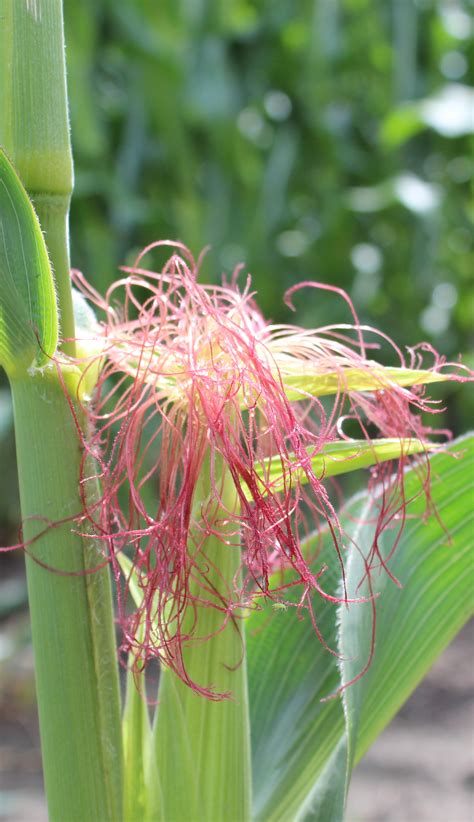 2022 Corn Inbred Lines Release Co483 Agriculturecanadaca