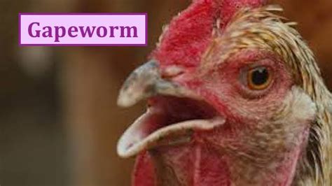 Gapeworm Bitchin Chickens