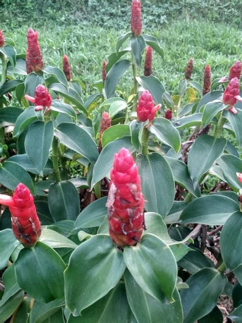 Pentul Costus Spicatus Imagen De Archivo Imagen De Planta 295217325