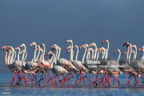 야생 아프리카 생활 화창한 날에 푸른 라군 을 산책하는 분홍색 아프리카 플라밍고의 그룹 새들 강에 대한 스톡 사진 및 기타 이미지 Istock
