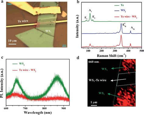 Figure 1 From A High Performance Self Powered Photodetector Based On A 1d Te 2d Ws2 Mixed