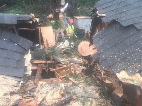 Sound Tree Care Expert Tree Services In Puget Sound