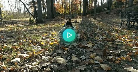 after first round of fetch album on imgur
