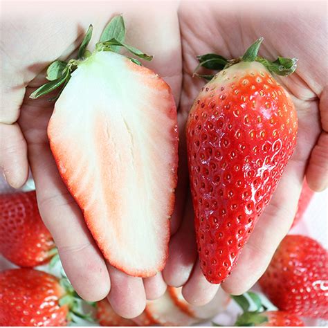 휘핑 크림과 베리로 장식된 맛있는 딸기 케이크 딸기 쇼트케이크 케이크 신선한 딸기 디저트 Png 일러스트 및 이미지 에 My Xxx Hot Girl