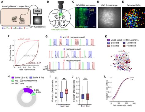 Cortical Representations Of Conspecific Sex Shape Social Behavior Neuron