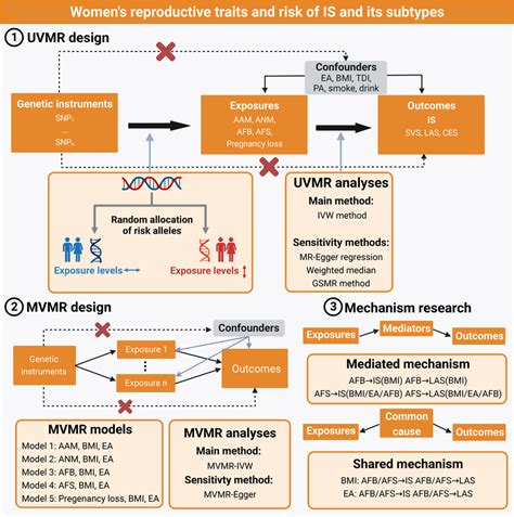 Assumptions And Study Design Of The MR Study Of The Associations