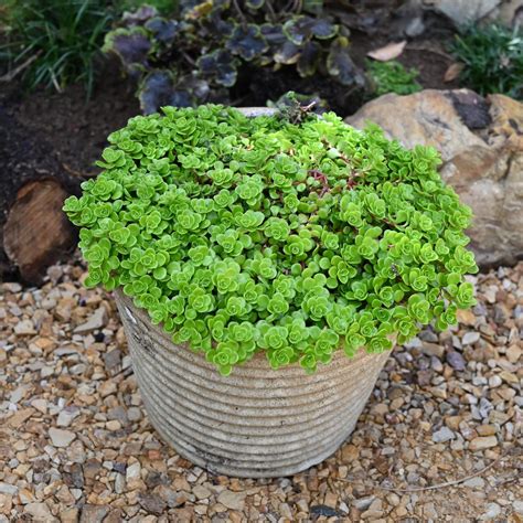 140mm Sedum Green Blob™ Sedum Spurium Bunnings Australia