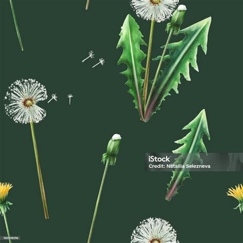 민들레 꽃과 녹색 잎이 있는 수채화 원활한 패턴 하얀 고립된 배경에 클립아트 식물 초원 그림을 손으로 그린다 디자이너 장식 엽서 포장지 스크랩북 표지 초대장 웨딩 데 개체