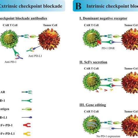 A Schematic Representation Of Various Strategies For Immune Checkpoint