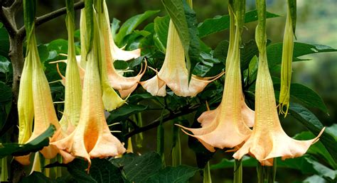 Top 10 Poisonous And Highly Toxic Flowers