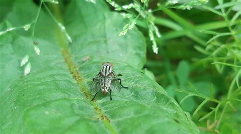 Early Season Integrated Pest Management Checklist Morning Ag Clips