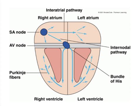 Bio 436 Lab 9 Flashcards Quizlet