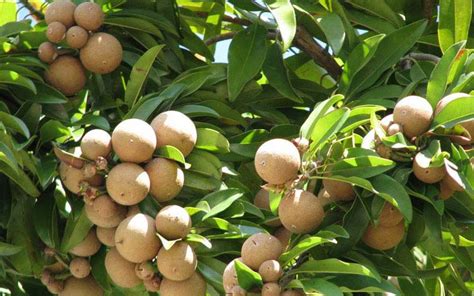 Fresh Chikku At Best Price In Bangalore Id 1661807 Huge Exports