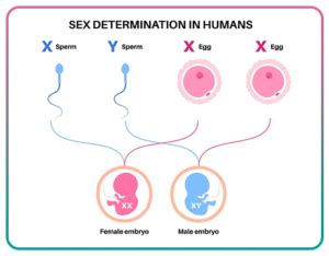 Exploring Gender Selection For Family Balancing HayatMedTour