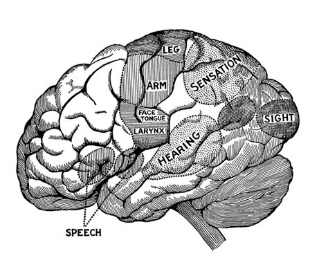 Subcortical Vs Cortical Processing Why It Matters In Rehabilitation Mst4brains