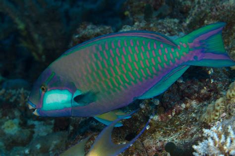 Chlorurus Bleekeri