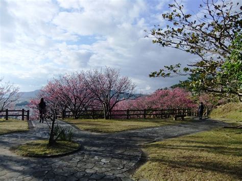 2014年 名護城公園の桜の開花状況 （1月24日現在） ホテルリゾネックス名護スタッフブログ