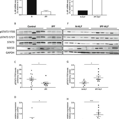 The Il 6 Pathway Is Overexpressed In Ipf Hlfs Rna And Proteins Were