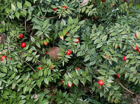 Ruscus Plant Care How To Grow Ruscus Plants In The Gardens