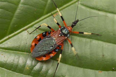 Assassin Bug Project Noah