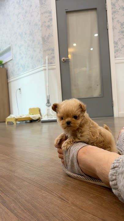 귀여운건 다 같이 보는게 인지상정 말티푸 아기강아지 Youtube