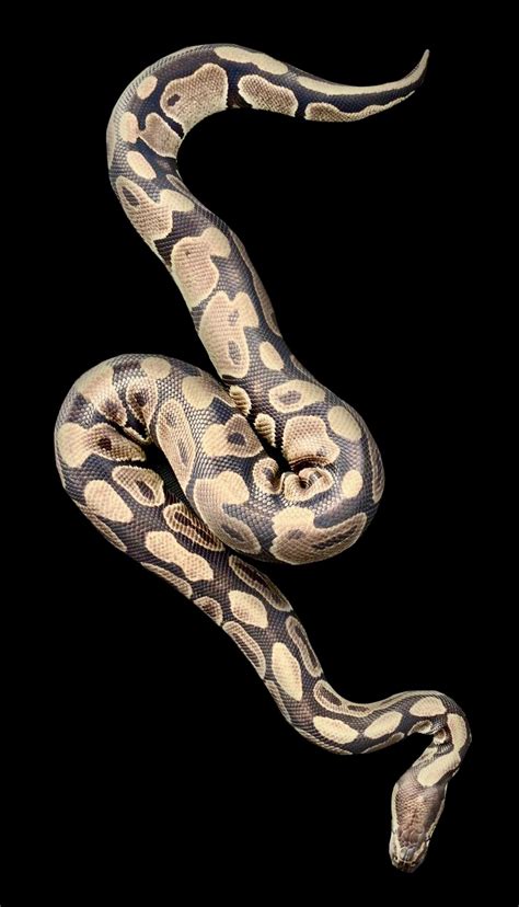 Classic Ball Python Male Five Years Old Junk Mail Marketplace