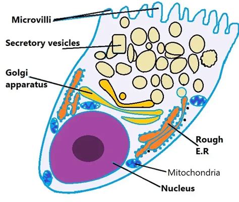 Where Are Goblet Cells Located What Are Their Functions