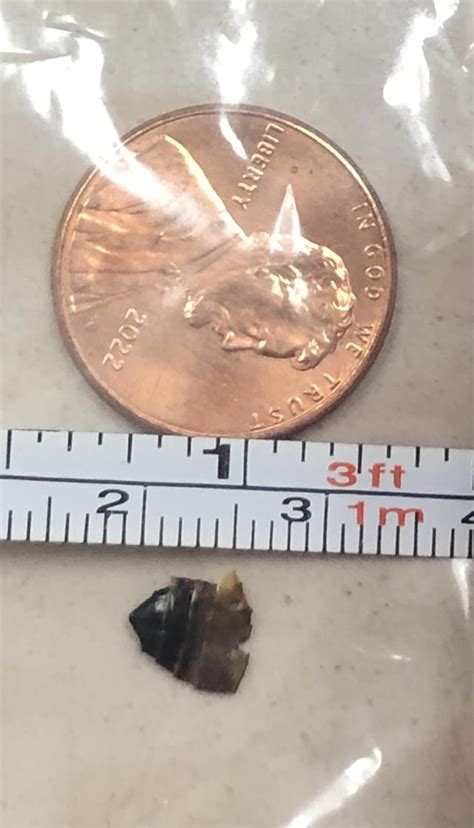 Part Of A Bedbug Or Something Else R Bedbugs