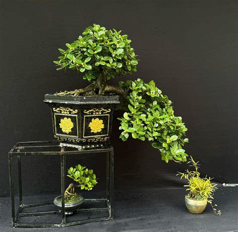 Ficus Microcarpa Bonsai