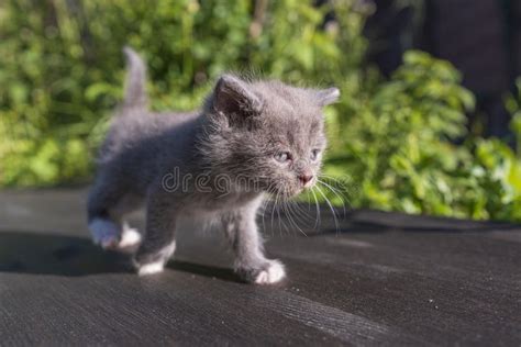 Newborn Gray Kitten Close Up Kitten At One Month Old Of Life On Nature