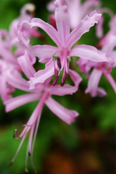 Lis Rose Photo Stock Image Du Horticulture Parterre 1172708
