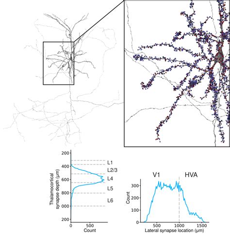multi layered mapping of brain tissue via segmentation guided