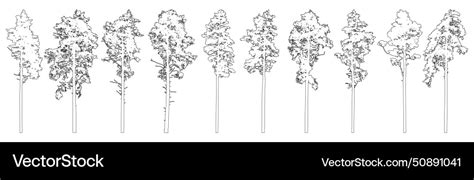 Contour Of Tall Coniferous Trees Set Royalty Free Vector