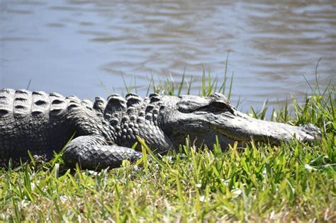 Alligator Soaking On A South Louisiana Sunny Day Stock Image Image Of