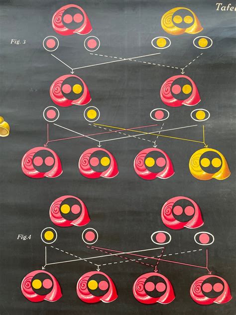 Genetic Inheritance Artofit