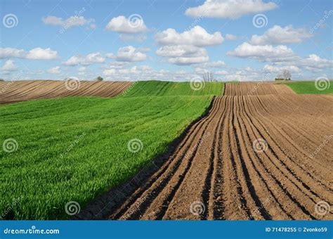 Wheat Field In Spring Stock Image Image Of Europe Hilly 71478255